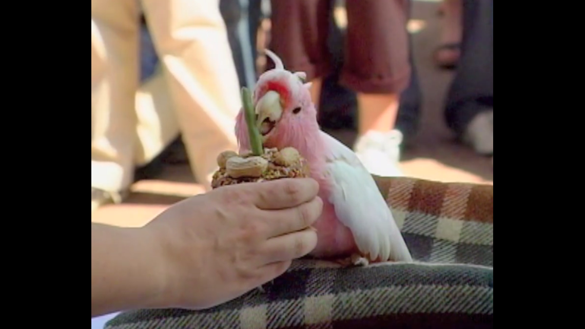 Brookfield Zoo’s cockatoo ‘Cookie’ dies at 83 | wqad.com
