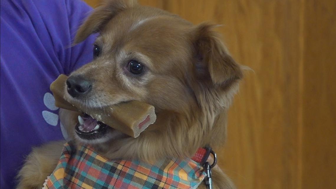 Contract dispute could leave Clinton strays without shelter | wqad.com