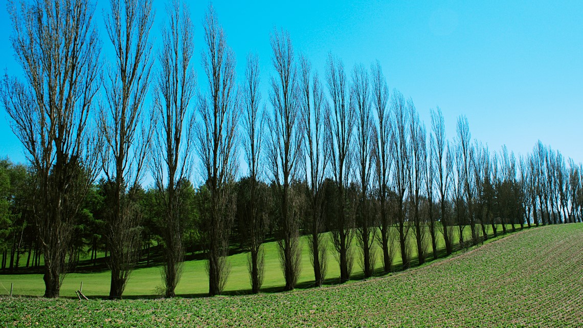 Can trees prevent dust storms? | wqad.com