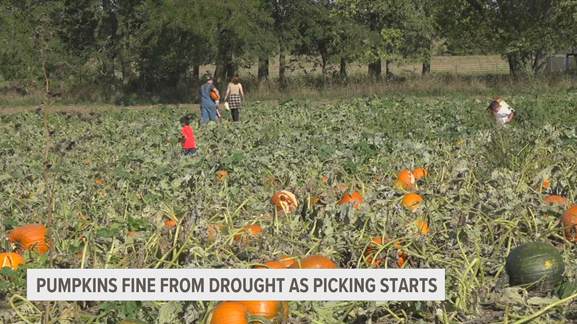Pumpkin crop growing well amid drought | wqad.com