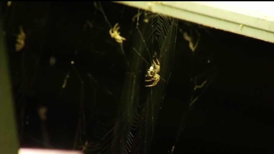 Hurricanes lead to more aggressive spiders, study says | wqad.com