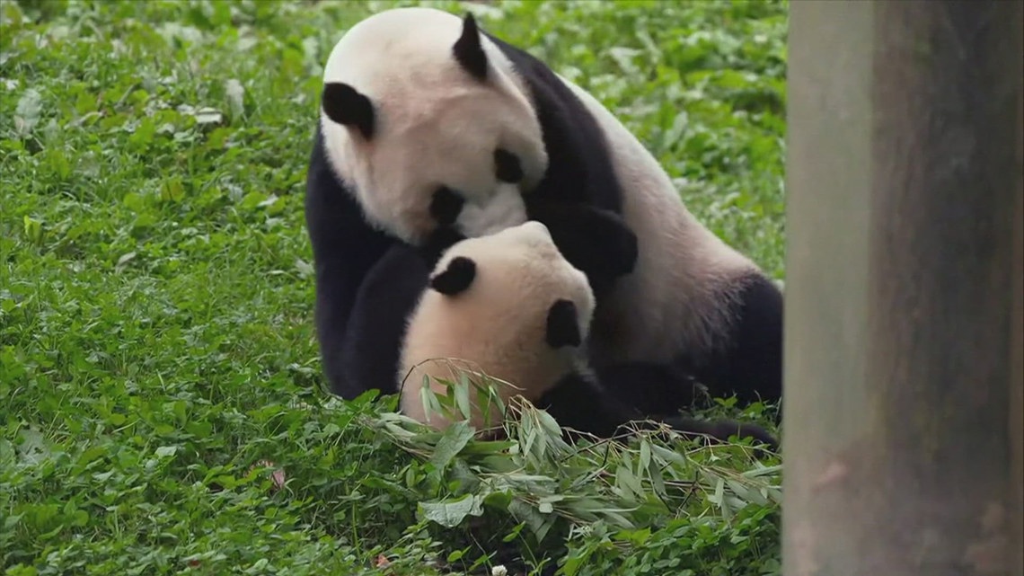Giant Pandas Yun Chuan and Xin Bao prepare for journey to new home at San Diego Zoo | wqad.com
