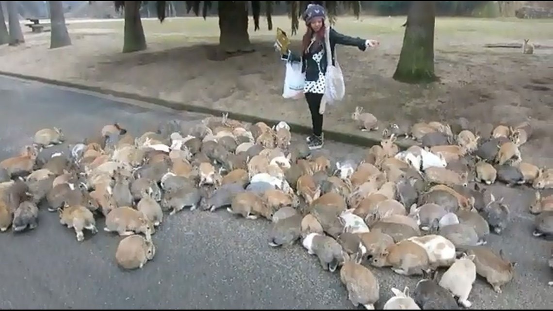 Viral Video: Woman chased by herd of wild rabbits | wqad.com