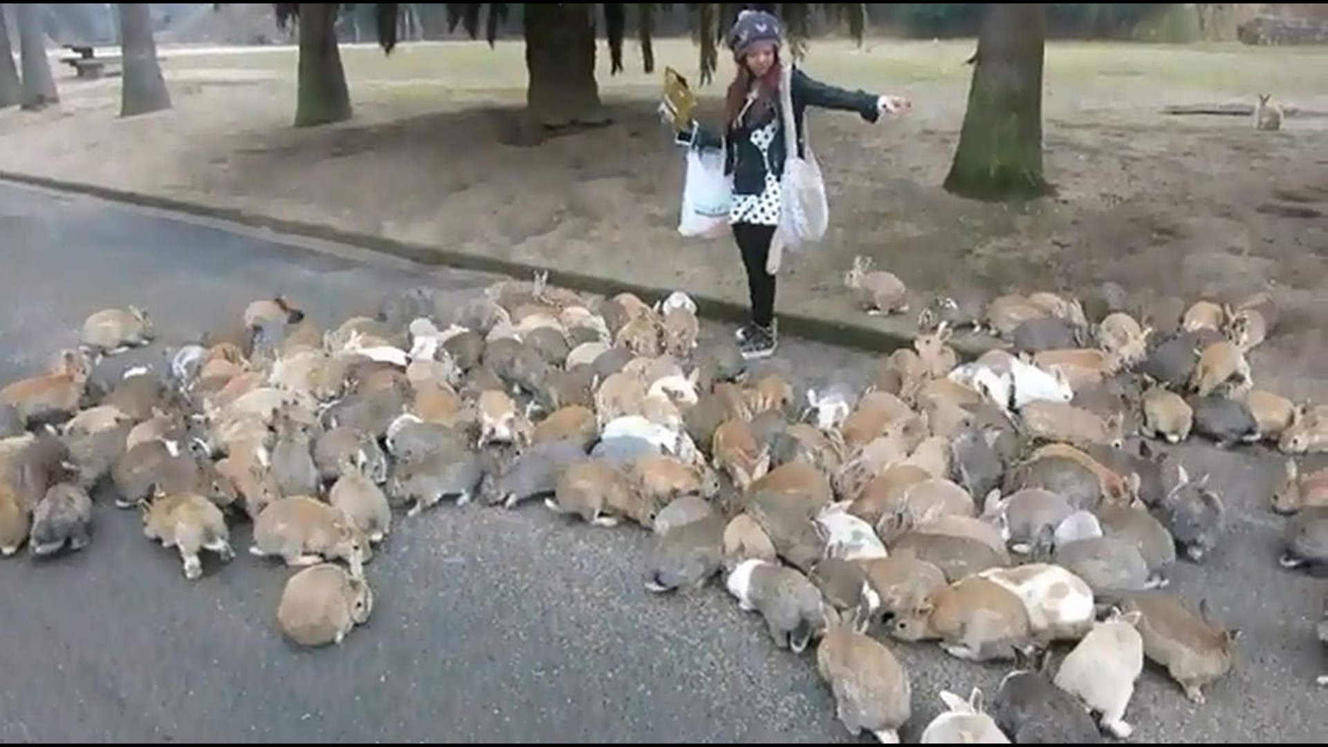 Viral Video: Woman chased by herd of wild rabbits | wqad.com