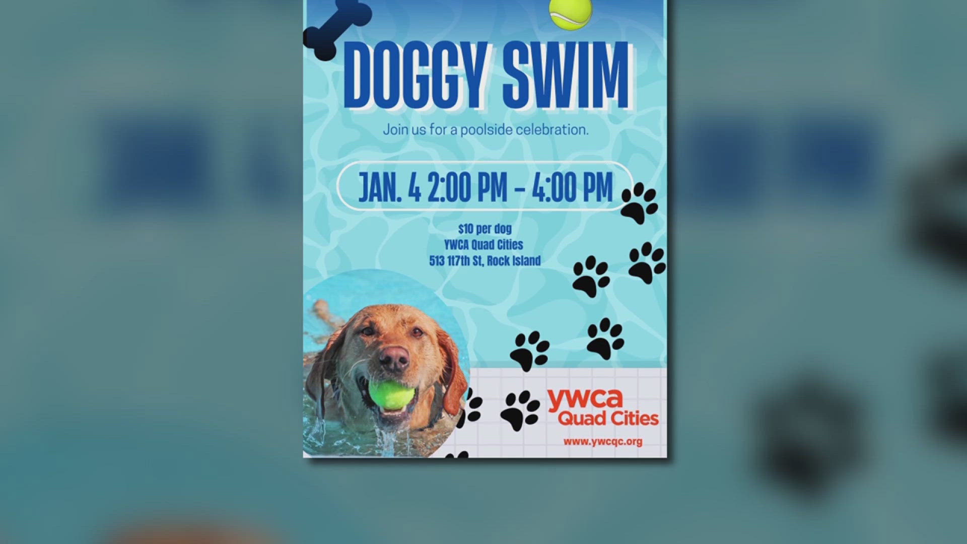 YWCA Quad Cities to host paws-only swim for dogs | wqad.com