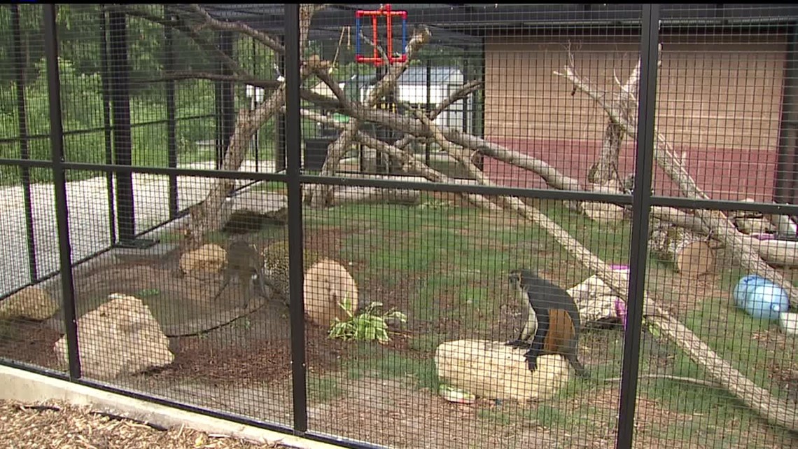 Niabi Zoo expands and adds to its primate family | wqad.com