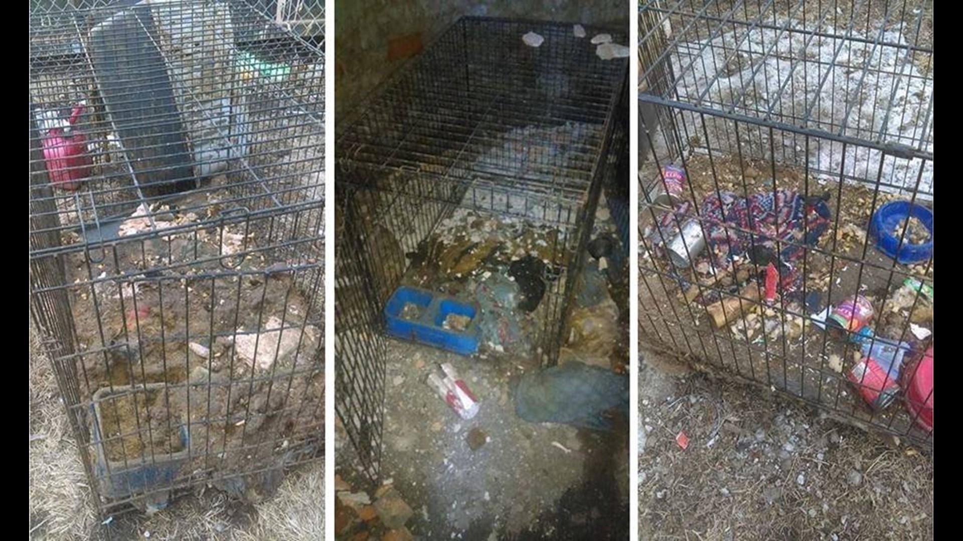 Several dead, decaying dogs found on Iowa property | wqad.com