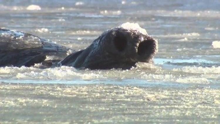 Penguin catastrophe leaves thousands of chicks dead with only two ...
