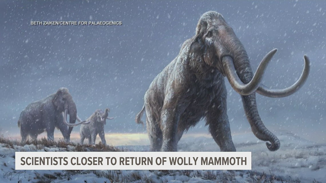 Scientists working to bring back woolly mammoth say they've reached a ...
