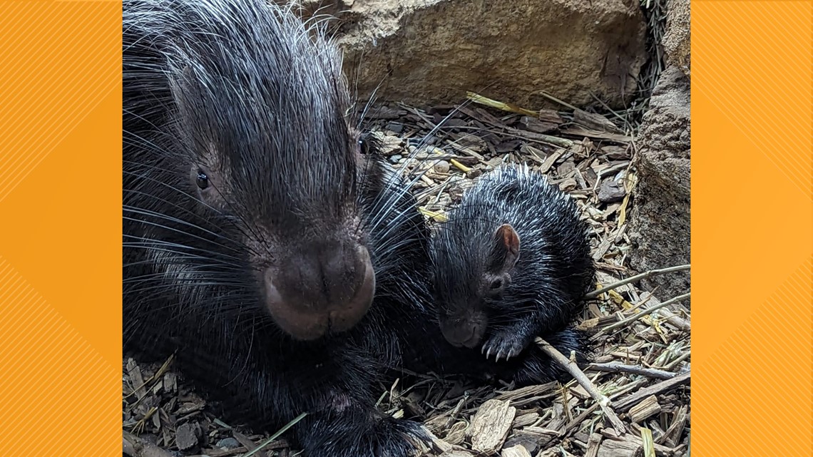 Niabi Zoo celebrates birth of their first African Cape Porcupine | wqad.com