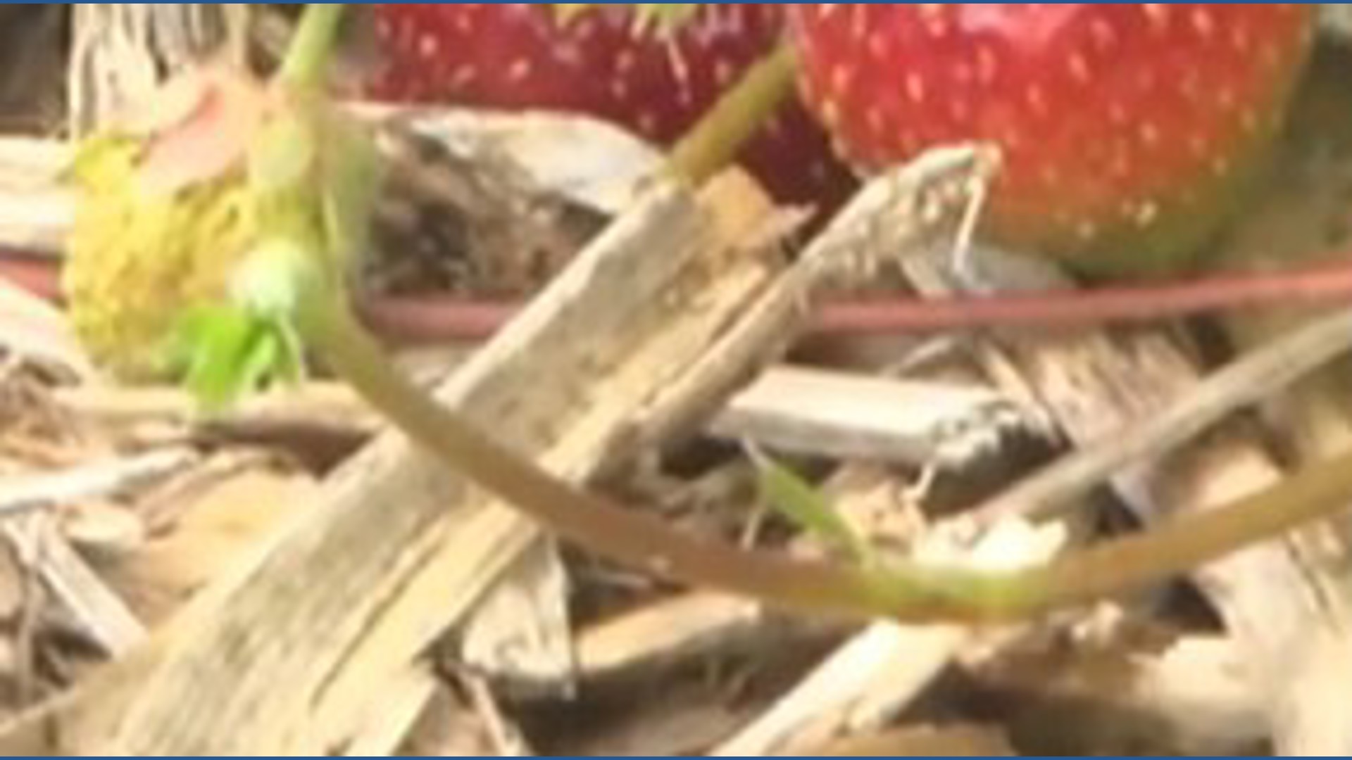 Iowa strawberry crop struggling with wild weather flucuations | wqad.com