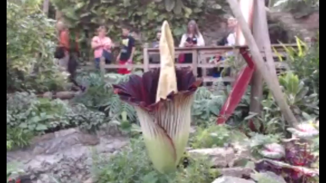 Des Moines’ notorious ‘Corpse Flower’ is finally in bloom | wqad.com
