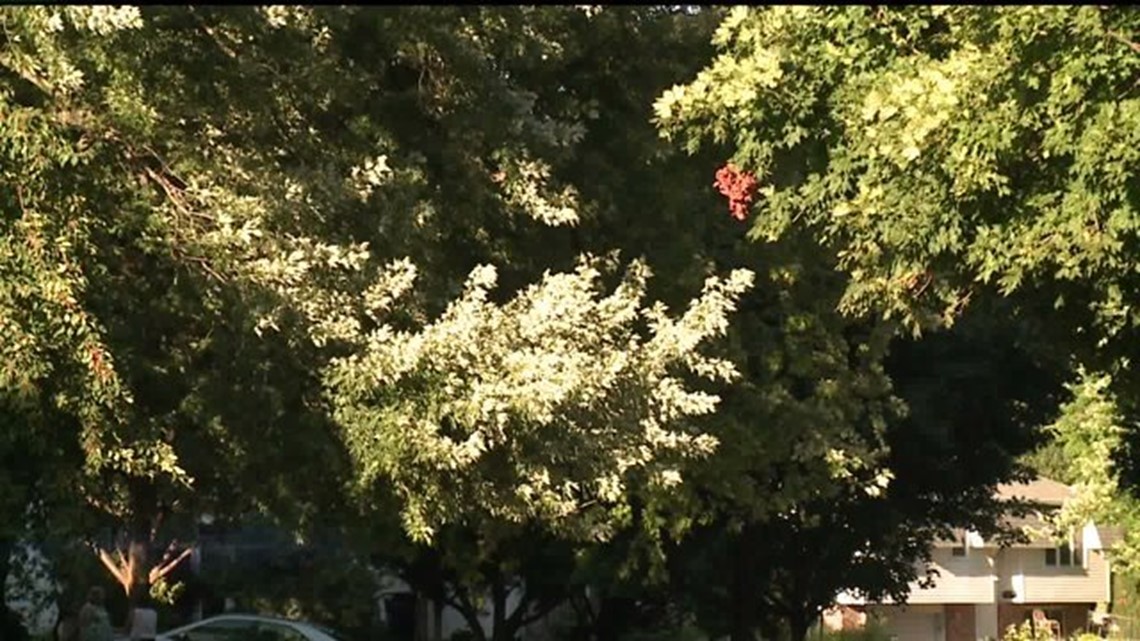 Tree company worker dies after reported wood chipper injury | wqad.com