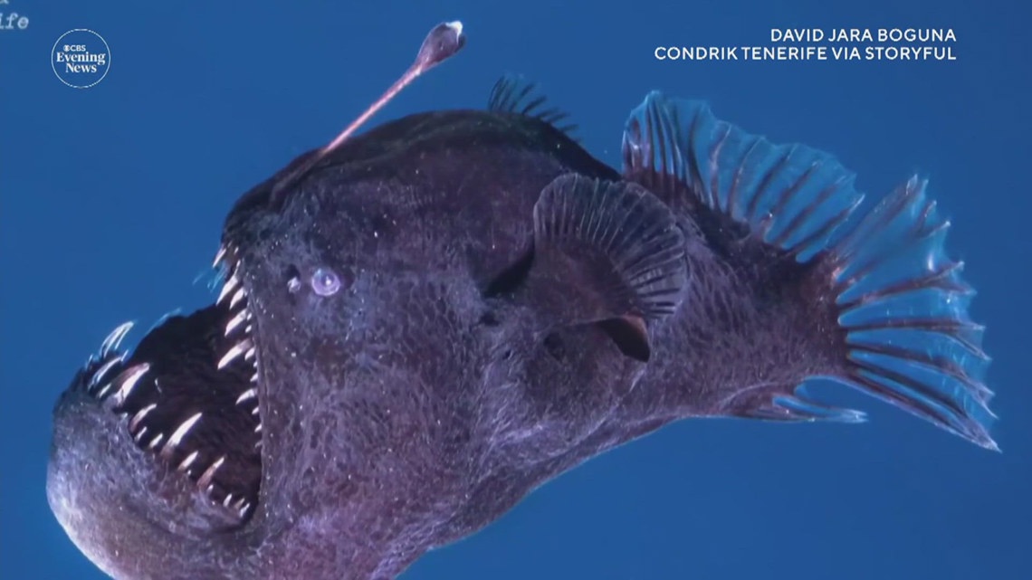 California biologists share recent discovery of a rare fish | wqad.com