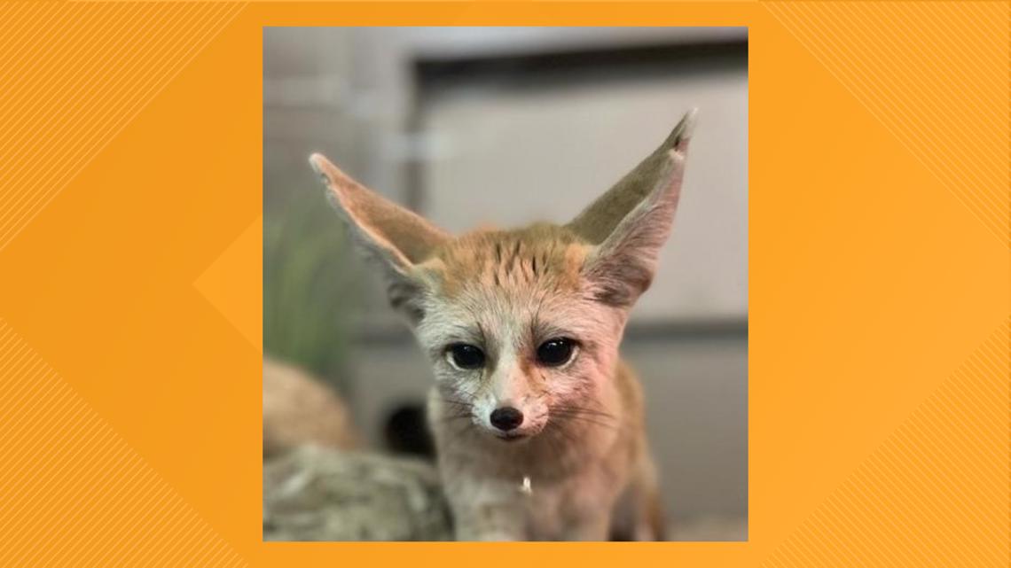 Niabo Zoo celebrates birth of 2 Fennec fox kits | wqad.com