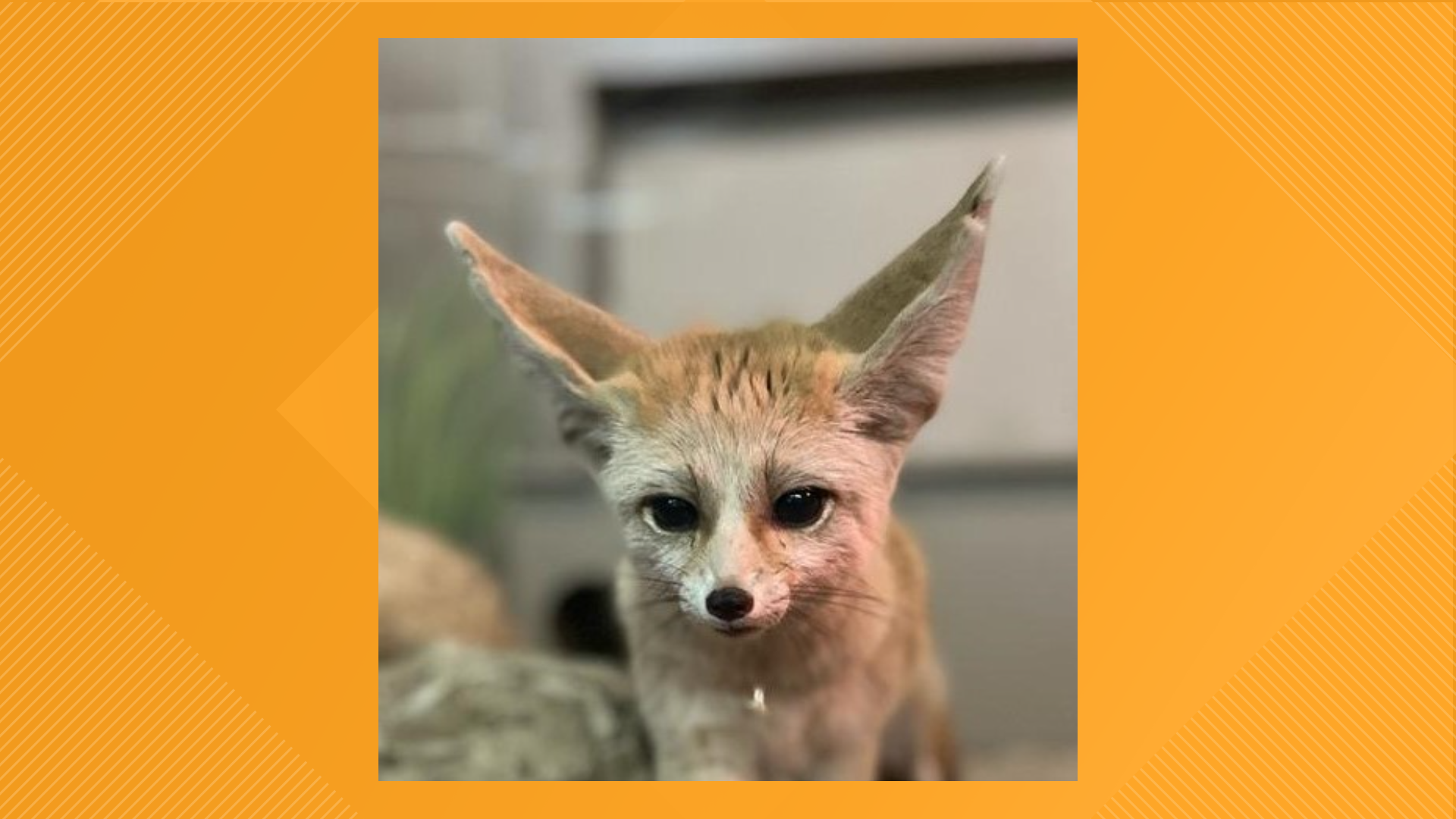 Meet the newest Fennec fox kits at the Niabi Zoo | wqad.com Meet the newest Fennec fox kits at the Niabi Zoo | wqad.com