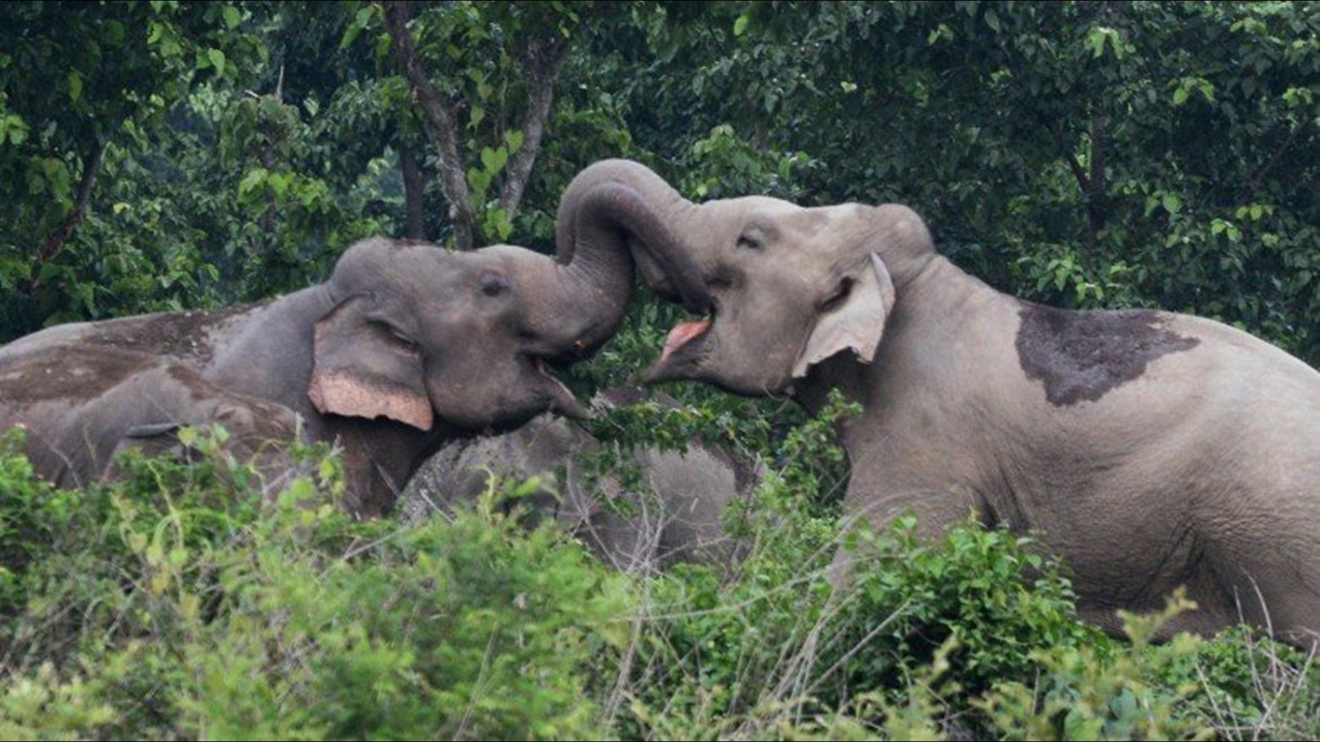 Elephant genes hold clues for fight against cancer, scientists say ...