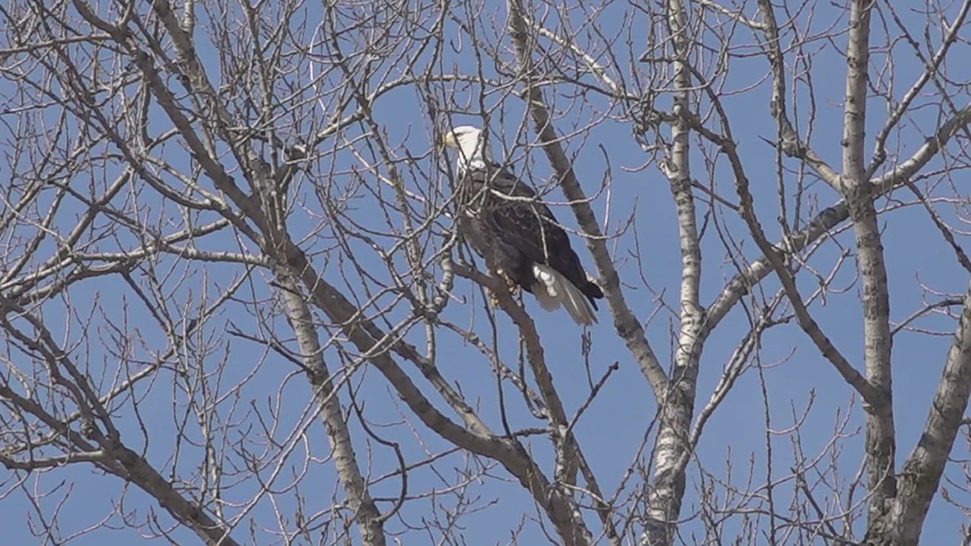 Liberty and Justice return to Quad Cities to wow more viewers ...