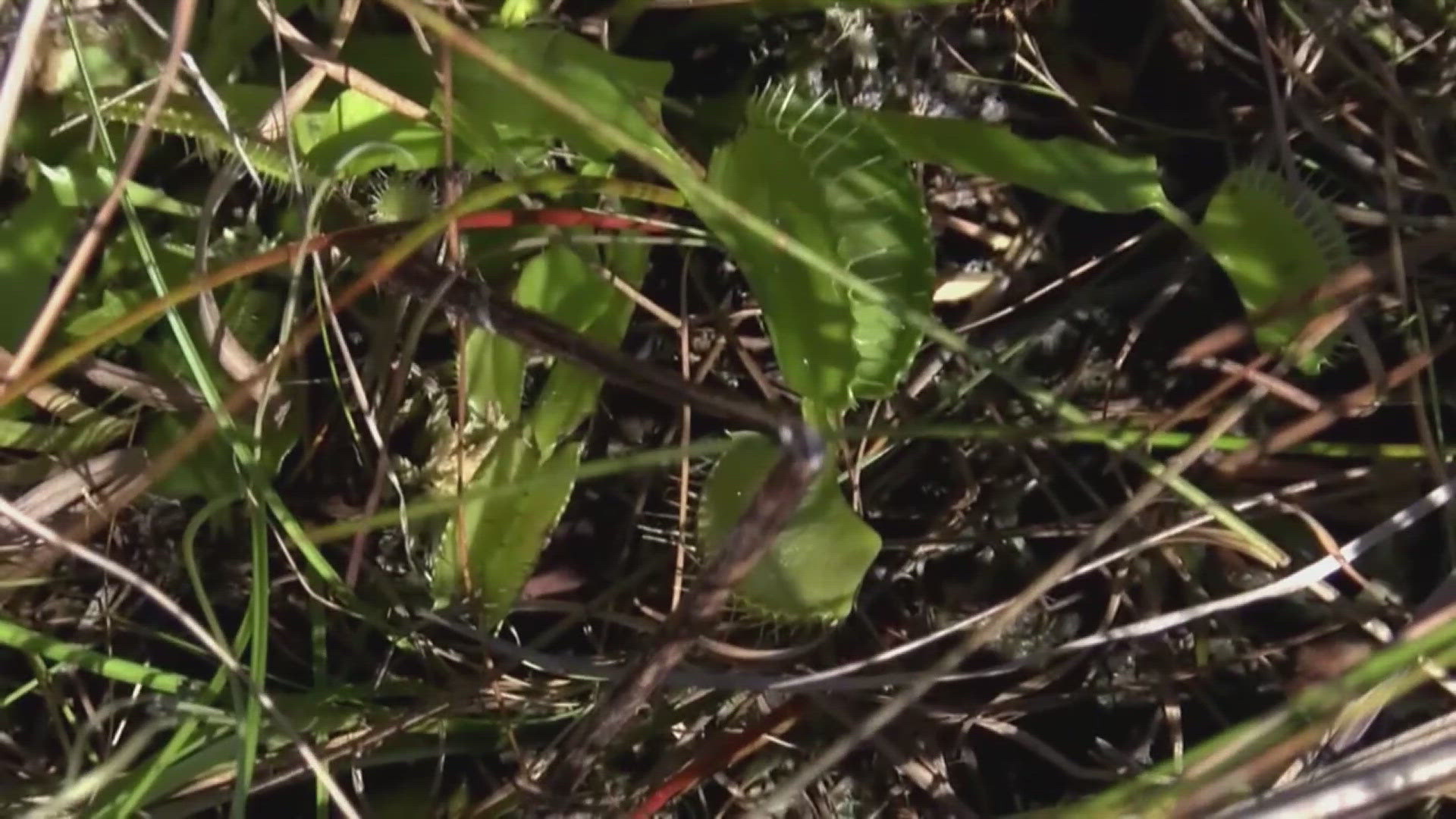 Volunteers relocating Venus flytraps to prevent poaching of rare plants | wqad.com