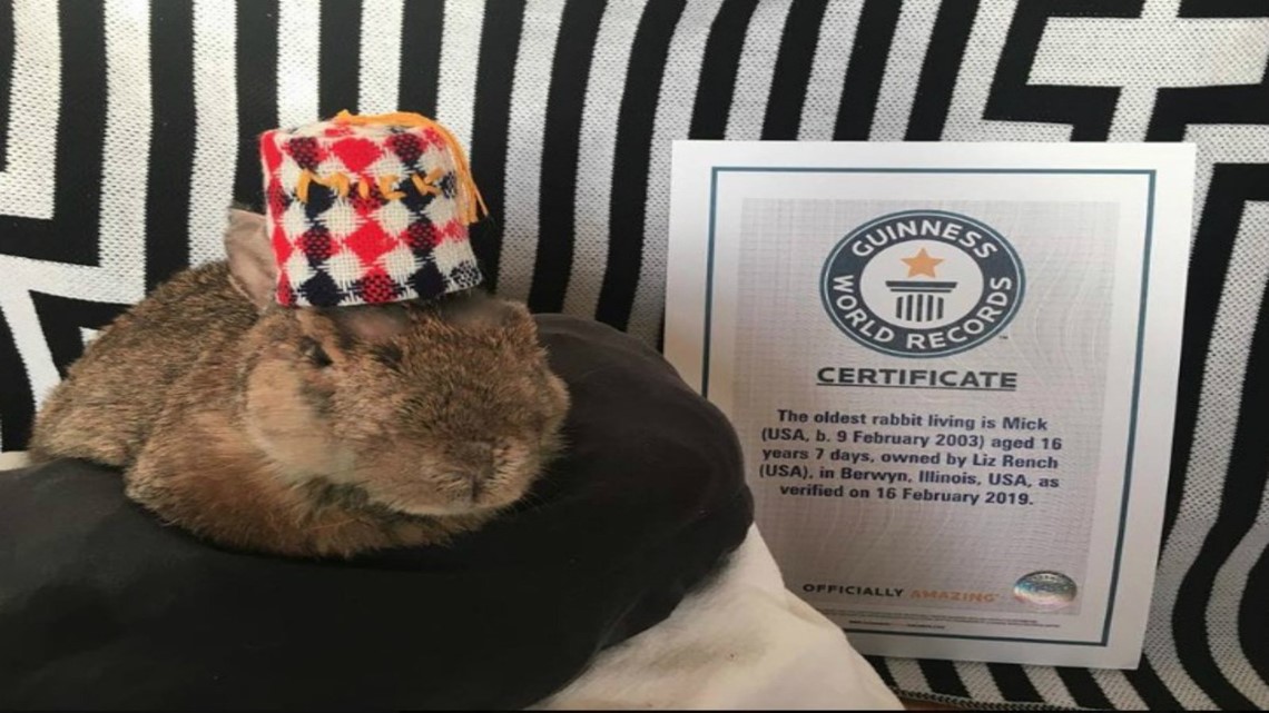World’s oldest living rabbit lives in Chicago suburb | wqad.com