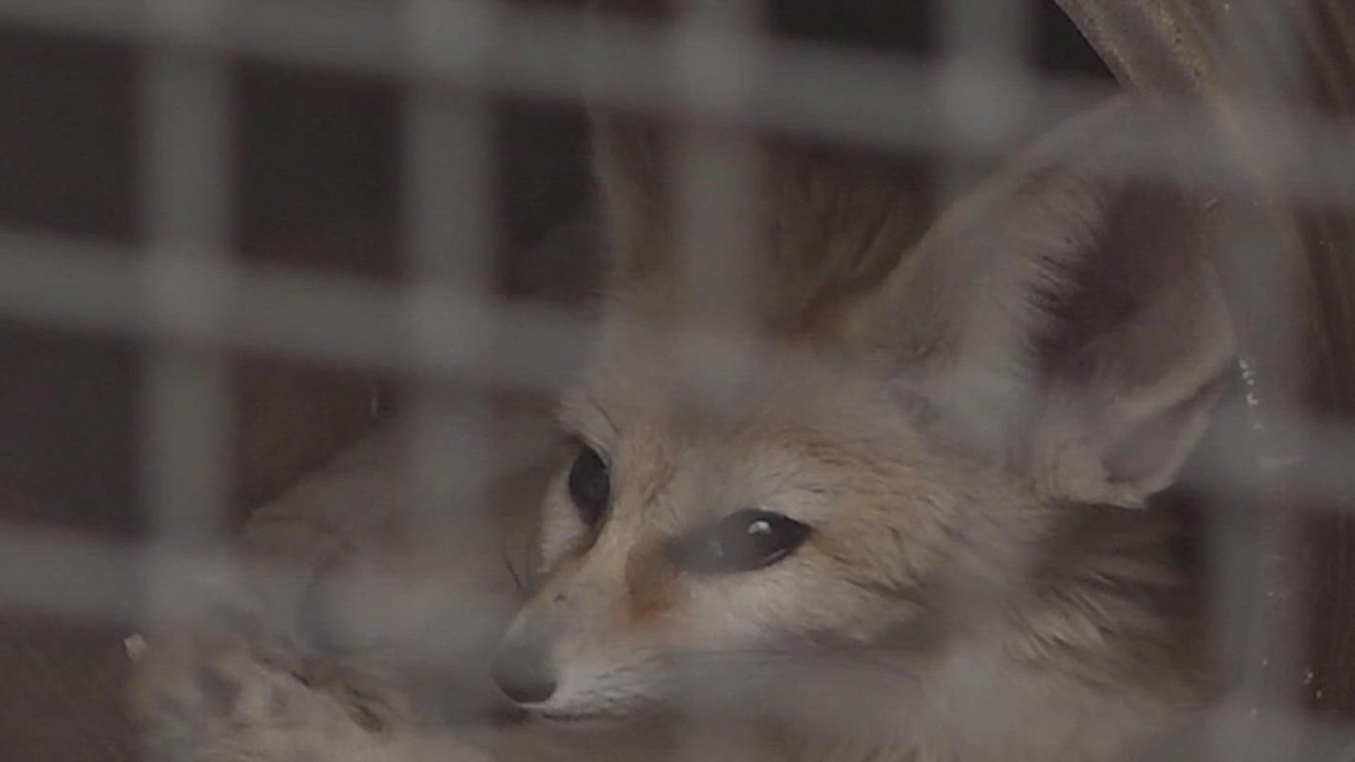 Displaced animals find a new home at the Niabi Zoo | wqad.com