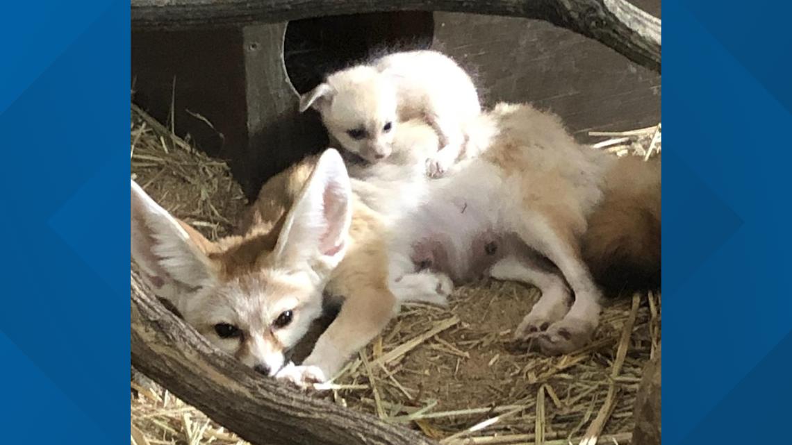 Niabi Zoo's Fennec fox breeding program has a history of success | wqad.com