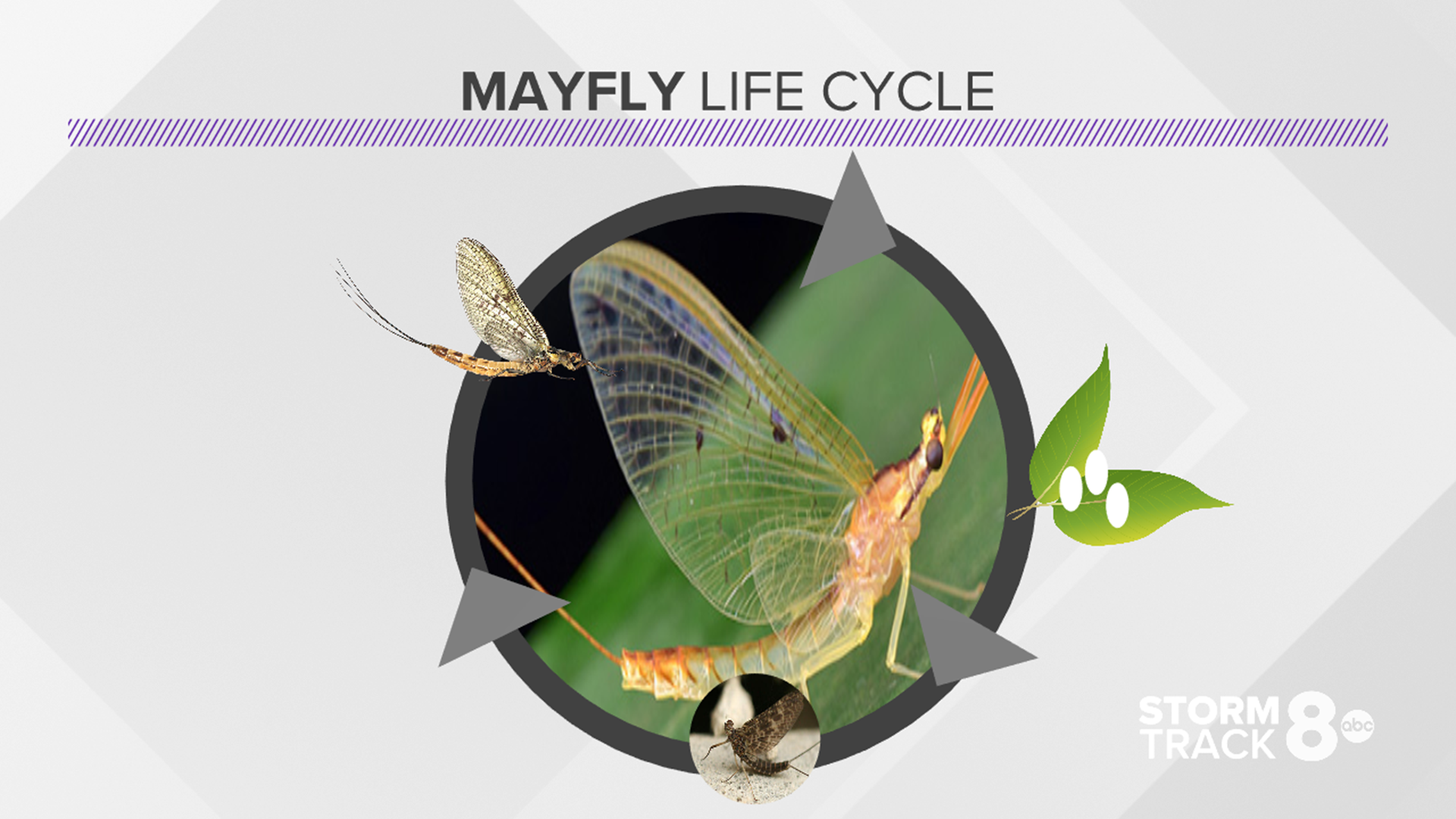 Quad Cities mayfly swarm expected in the next few weeks | wqad.com