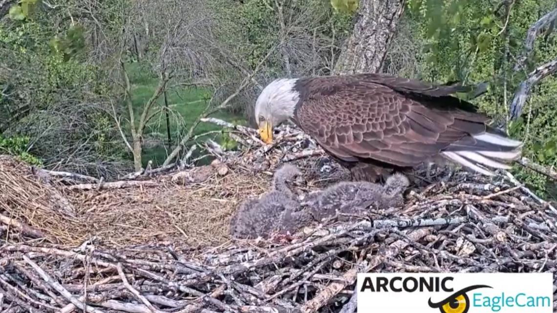 Arconic Davenport Works seeks public input to name eaglets on Eagle Cam ...