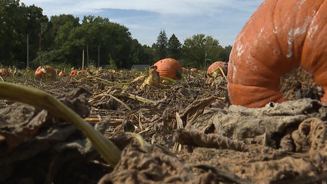Heat takes toll on pumpkins as local farms adapt to protect fall crops ...