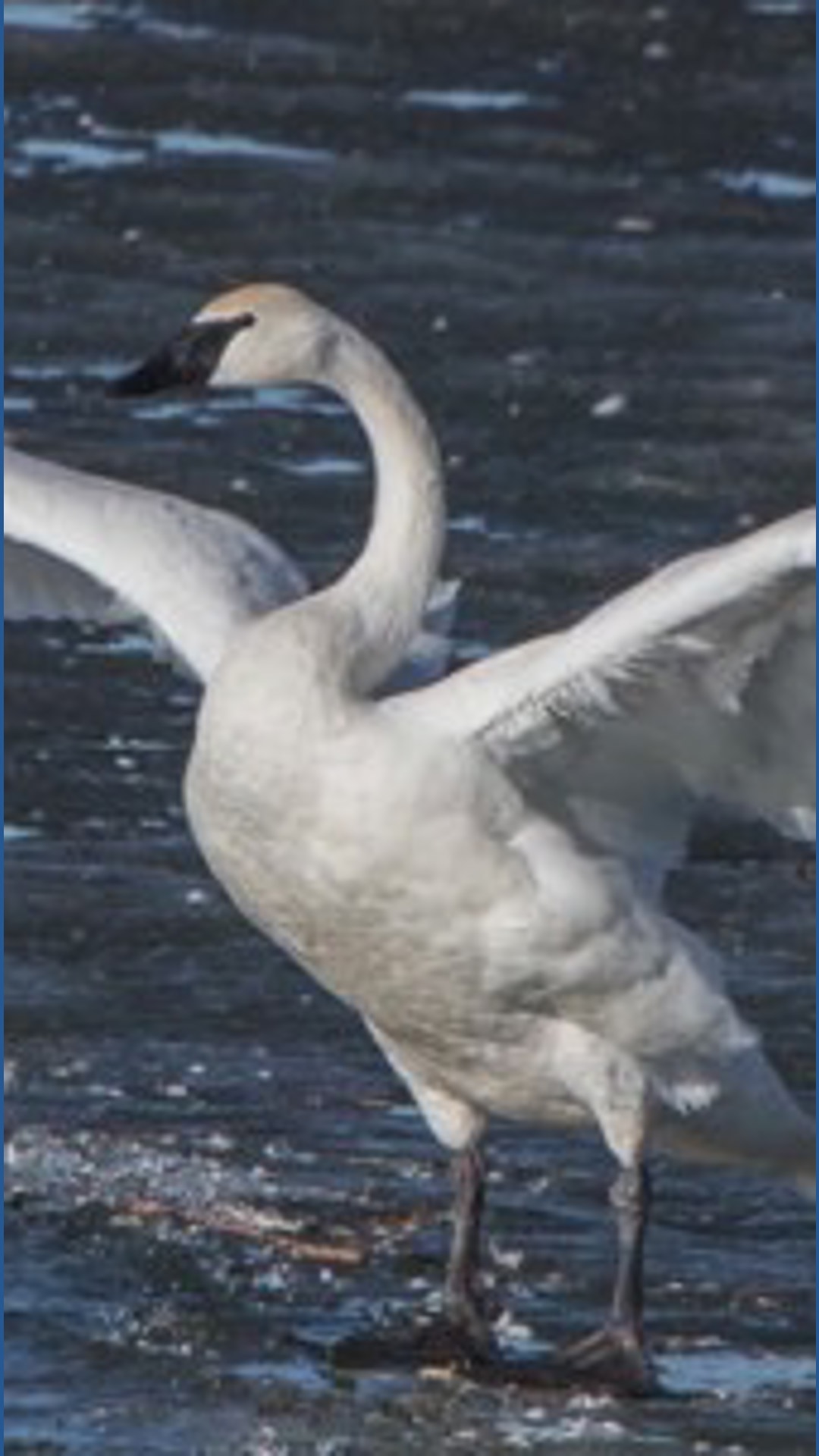 Iowa’s Trumpeter swan population reaches record nesting levels | wqad.com