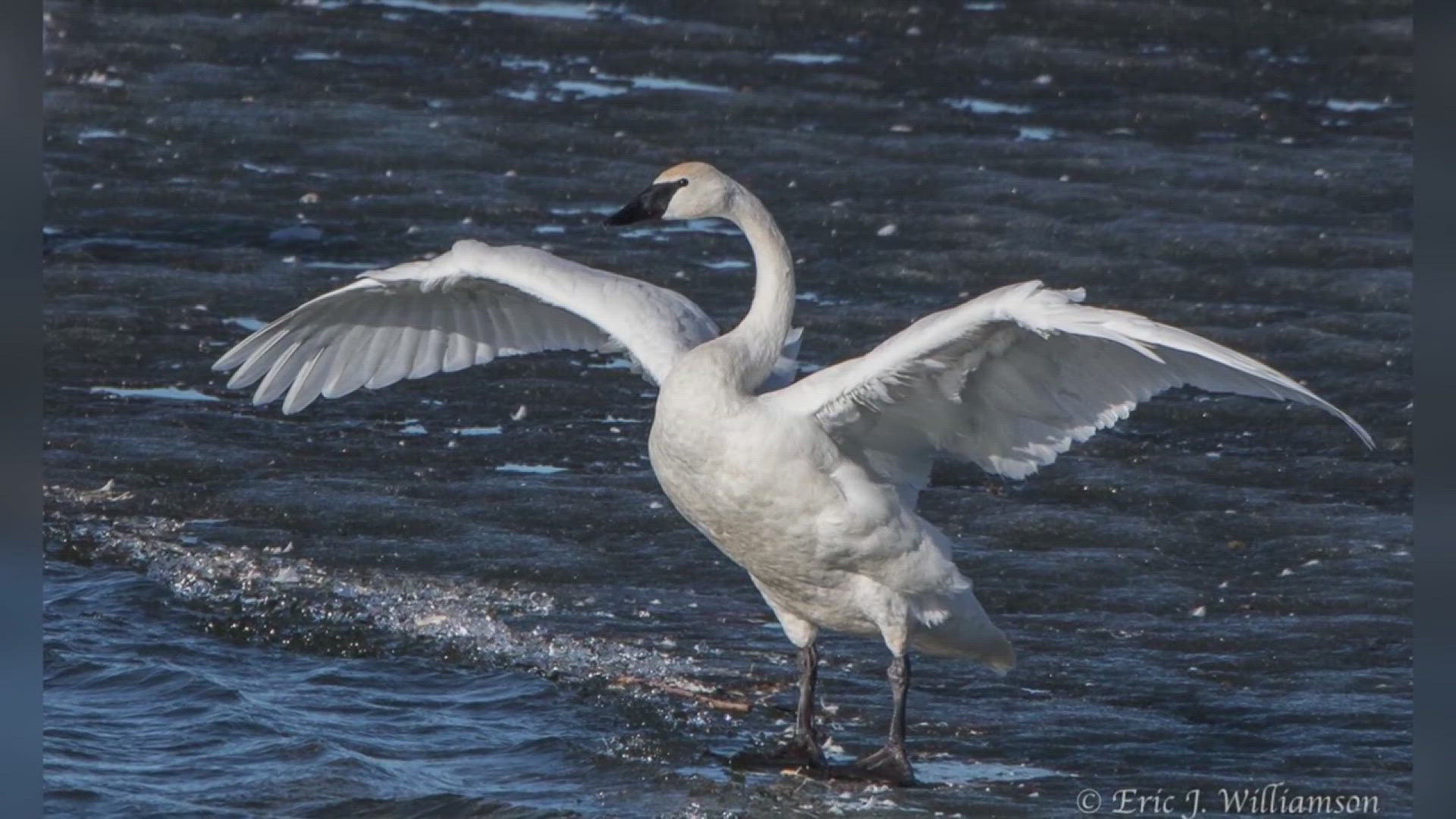 Iowa’s Trumpeter swan population reaches record nesting levels | wqad.com