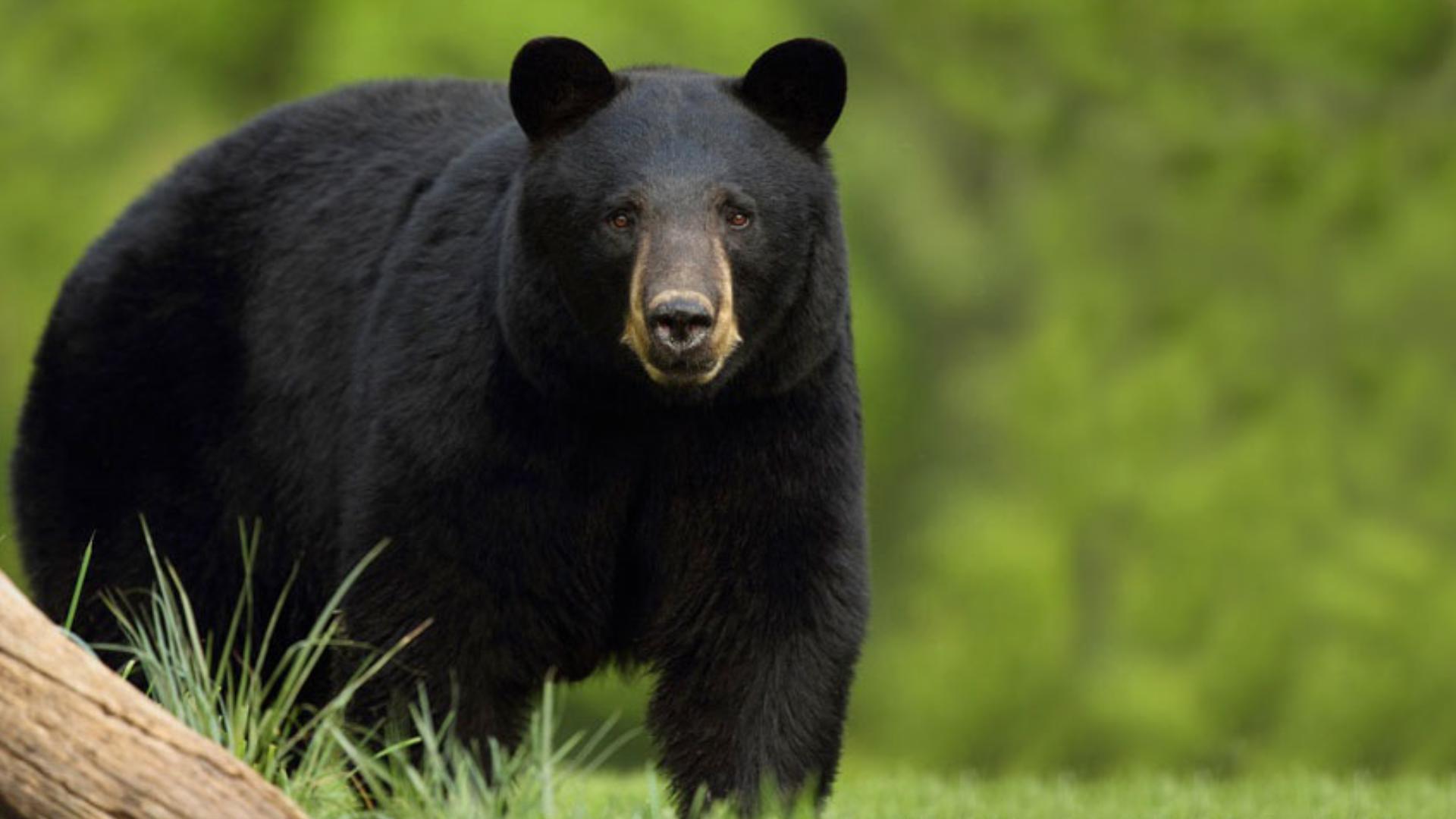 Illinois DNR: Black bear spotted in Jo Daviess, Carroll counties | wqad.com