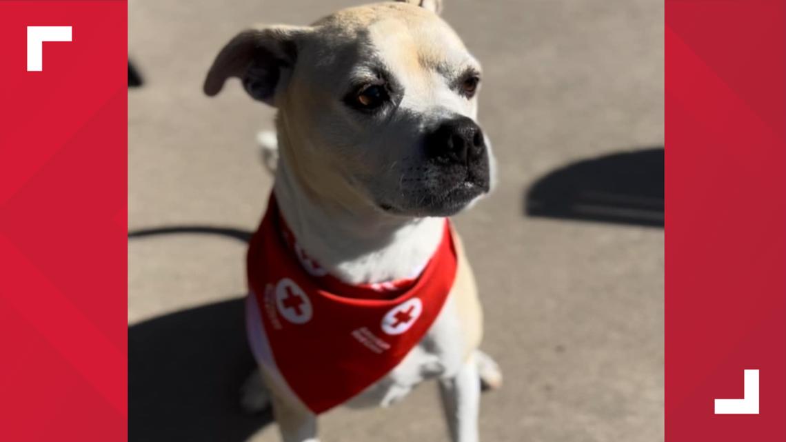 Pints & Paws: Supporting Red Cross and QCA animal shelters | wqad.com