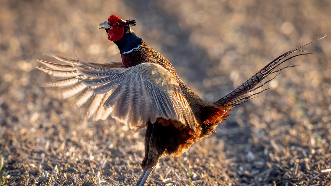 Pheasant populations soar ahead of Iowa’s historic 100th hunting season ...