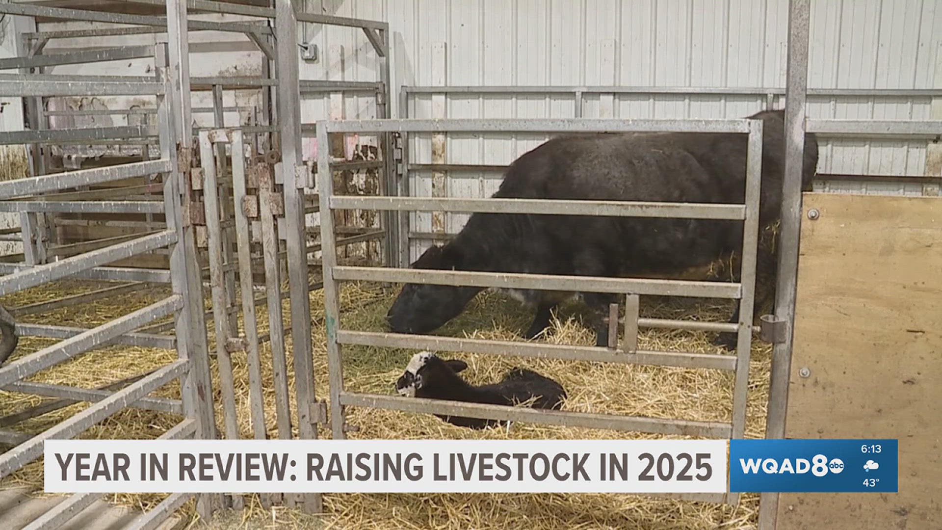 Raising livestock in 2025: Year in Review | wqad.com