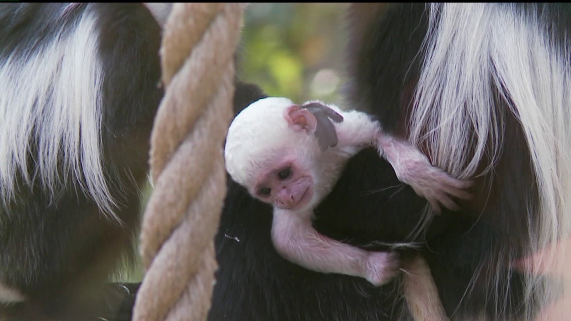 Colubus monkey born at Niabi Zoo | wqad.com
