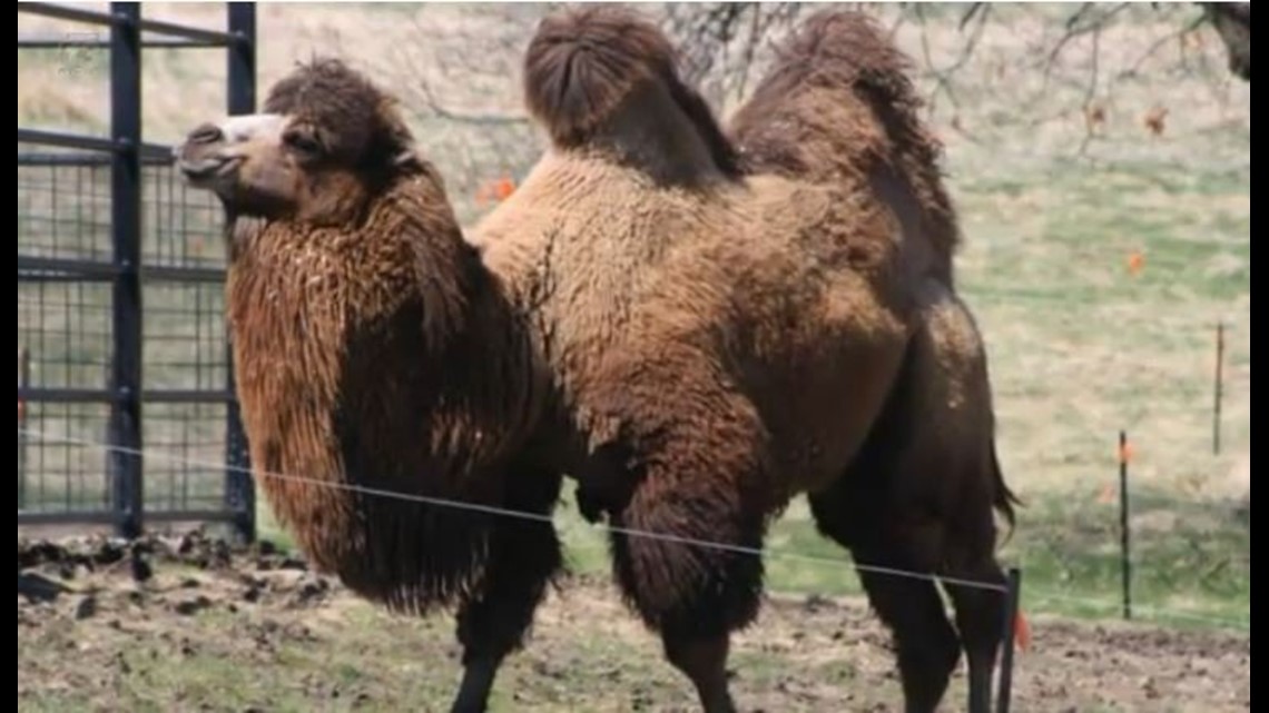 Rare camel at Des Moines’ Blank Park Zoo has died | wqad.com