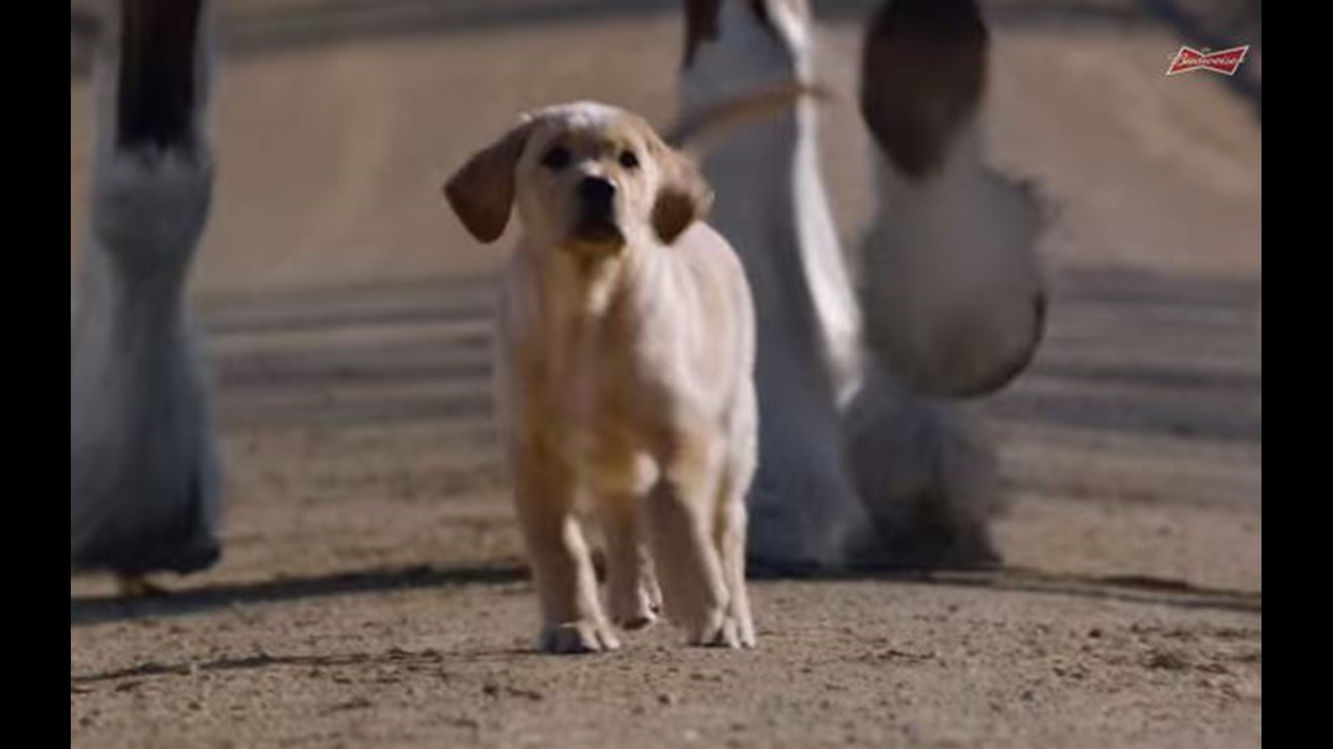 Viral Video: Budweiser puppy returns for another Super Bowl ad | wqad.com
