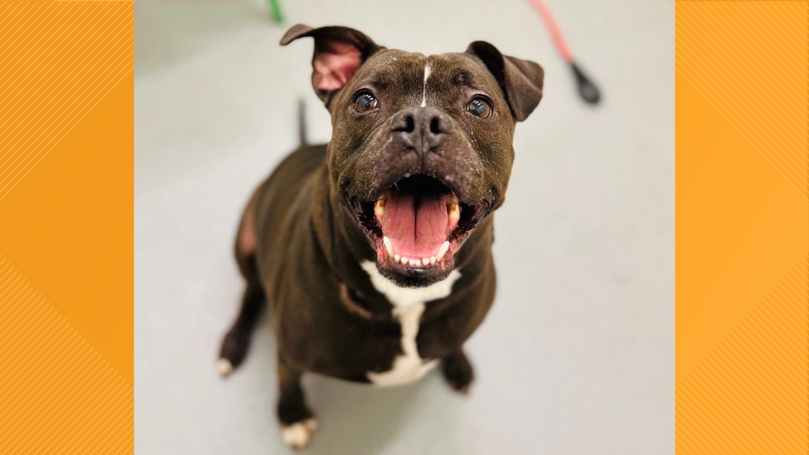 Precious the pit mix looking for a family to play with her | Pet of the ...