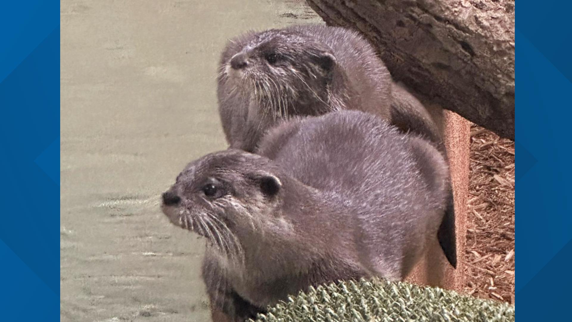 Meet Tina and Louise, the 2 new otters at Niabi Zoo | wqad.com