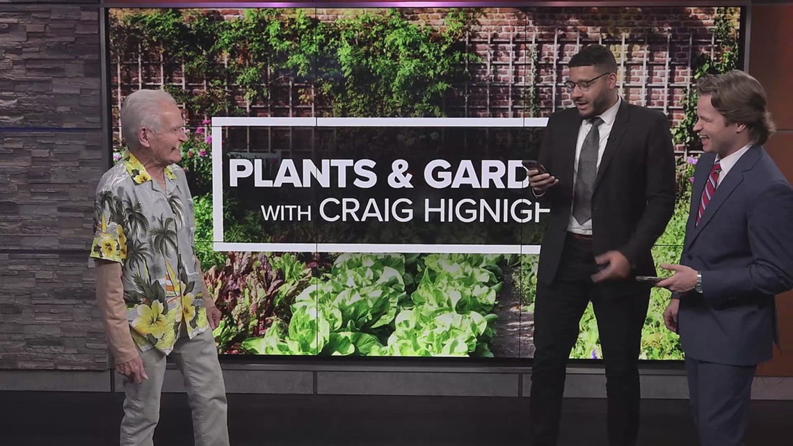 Is it too early to cut back raspberry bushes? | Plants and Gardens with ...