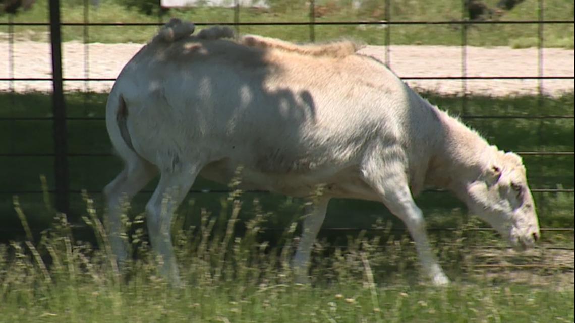 Western Illinois farmers discuss fear, financial losses after livestock ...