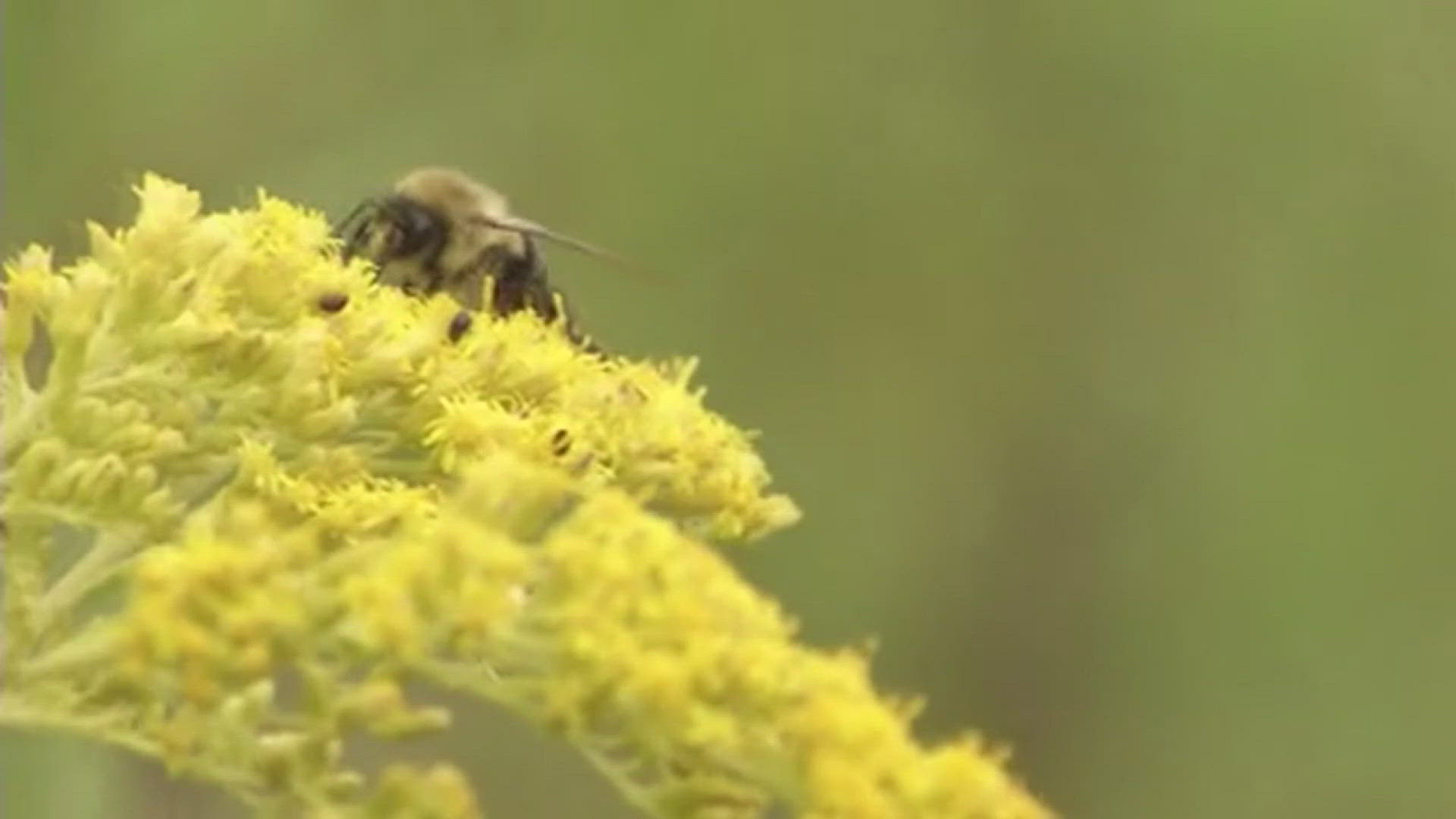How to make your home more pollinator-friendly for National Pollinator ...