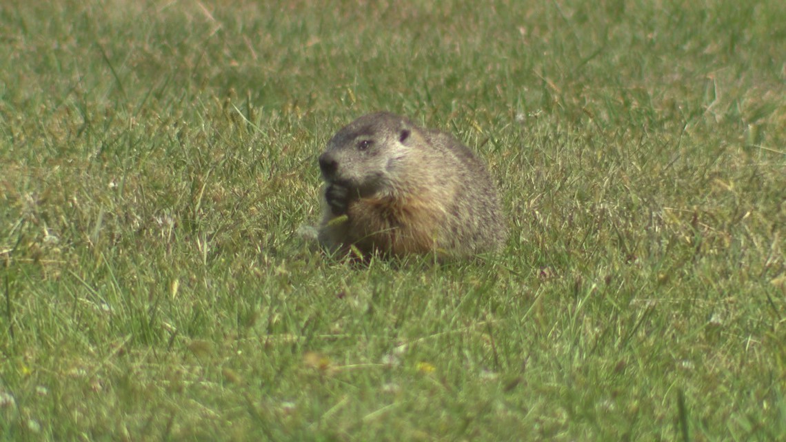 How accurate is Georgia's groundhog | General Beauregard Lee | wqad.com