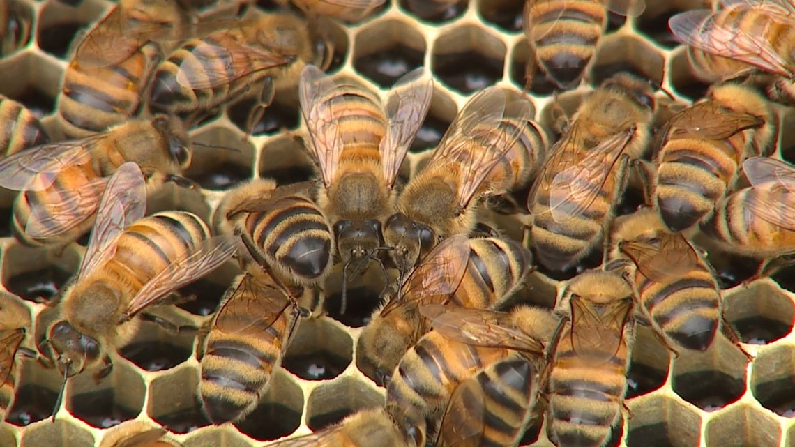The impacts of weather on bees and the honey they produce | wqad.com