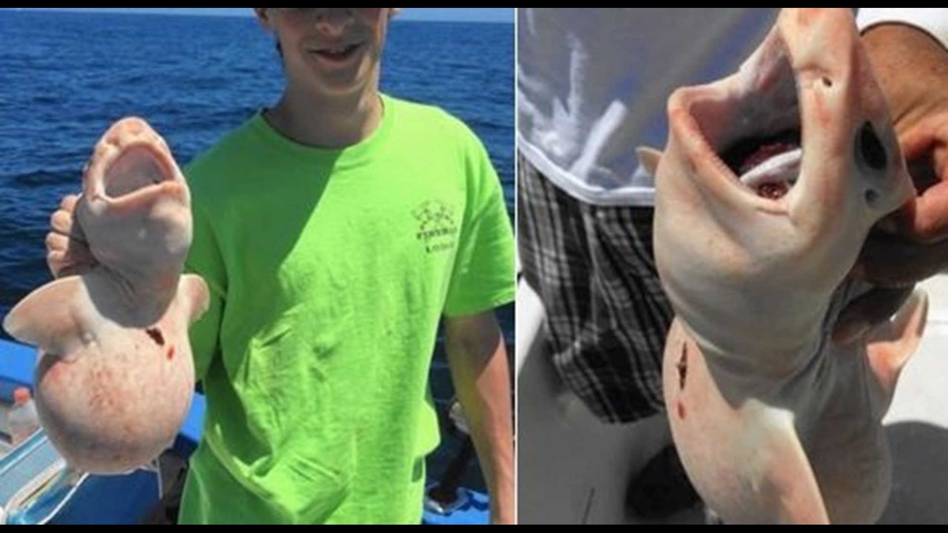 ‘Alien fish’ caught by teen identified as rare albino swell shark ...