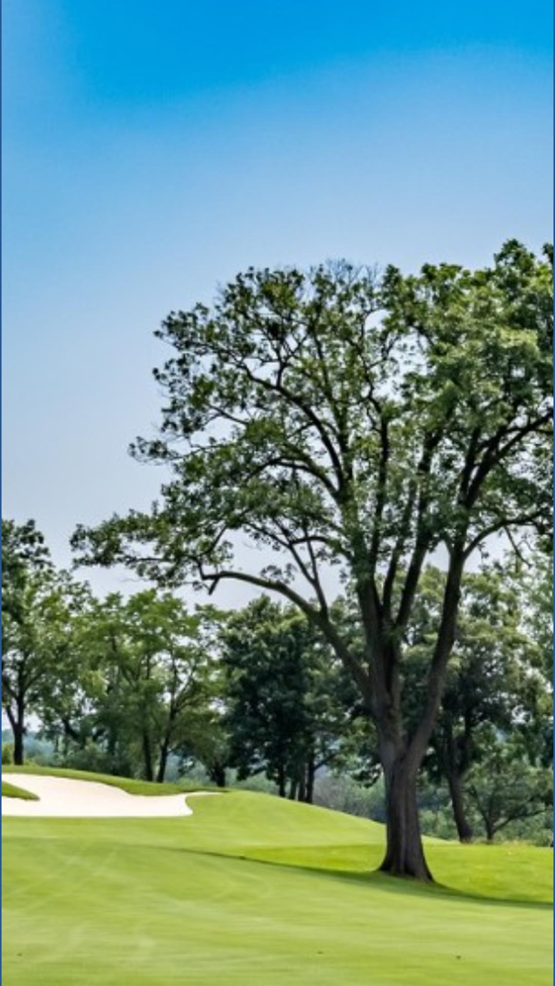 Historic Hewitt family tree removed from TPC Deere Run | wqad.com
