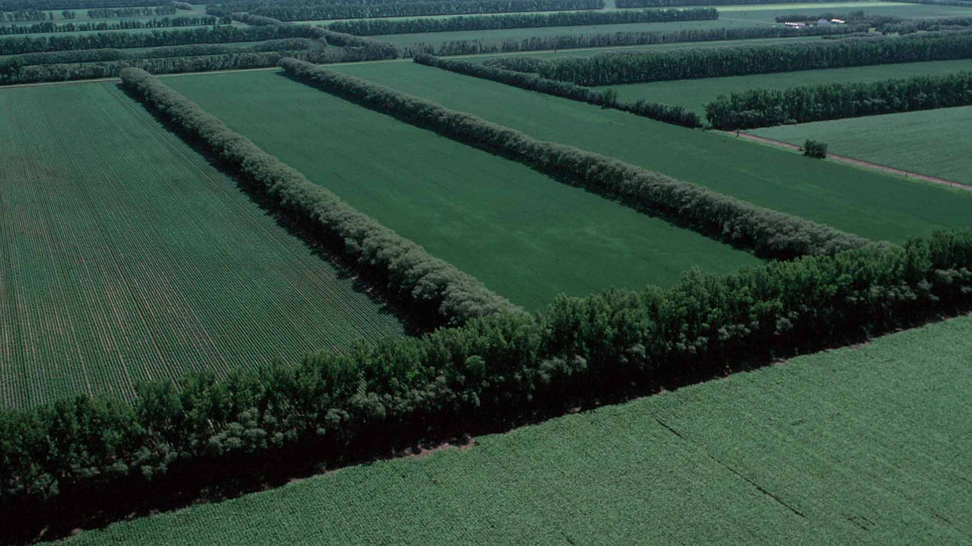 Can trees prevent dust storms? | wqad.com