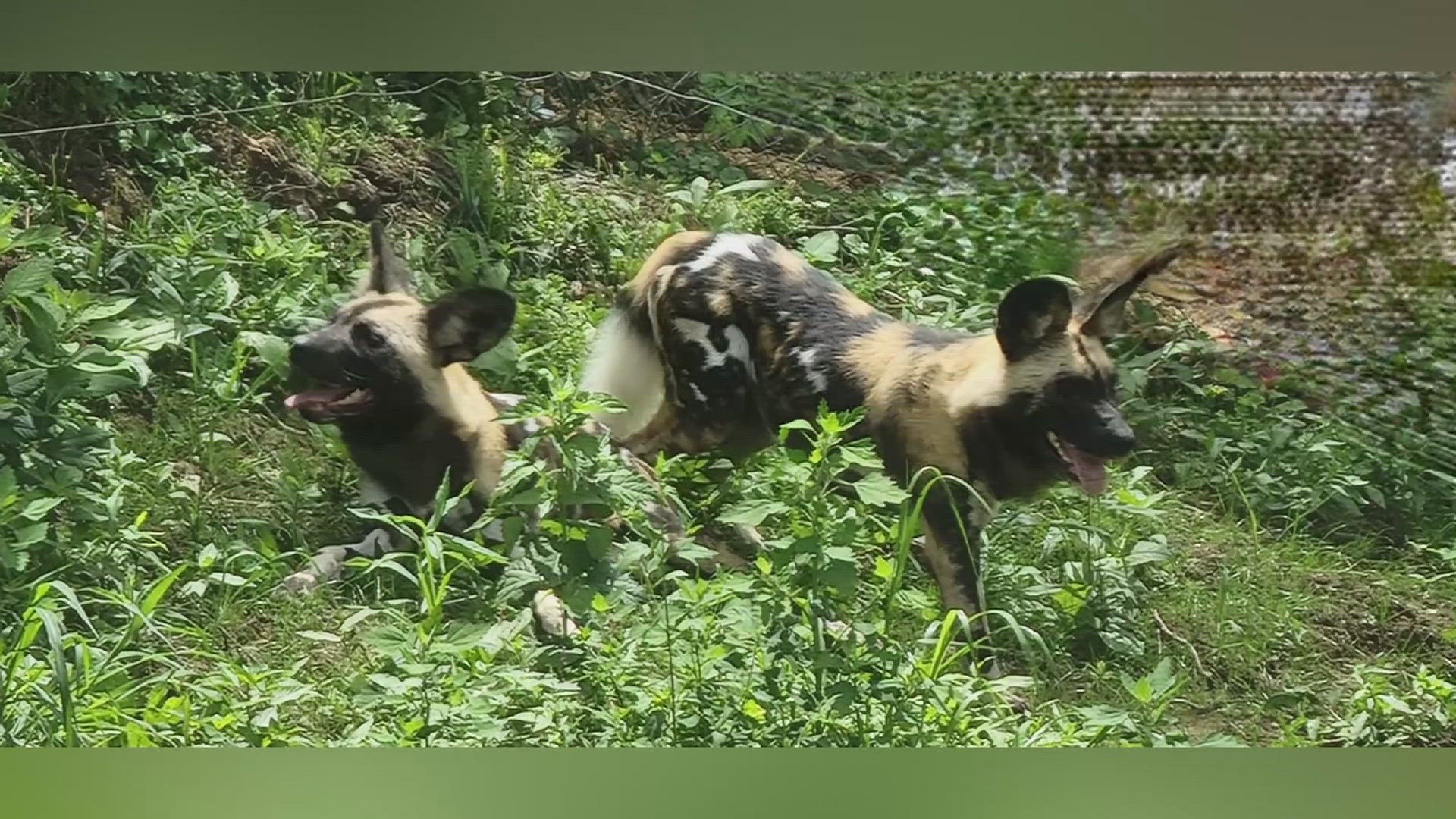 How a partnership is connecting Niabi Zoo to Zimbabwe | wqad.com