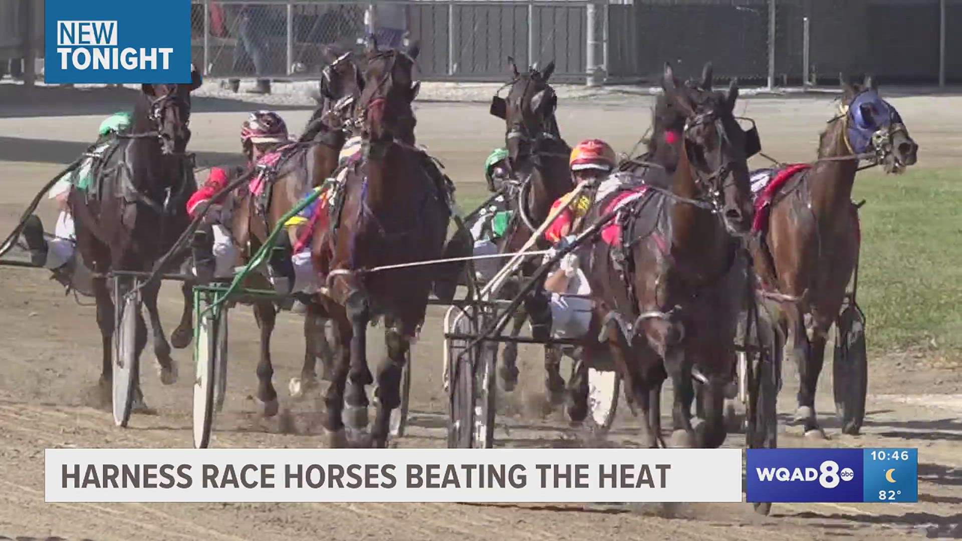 How harness racers take care of their horses during high temperatures ...